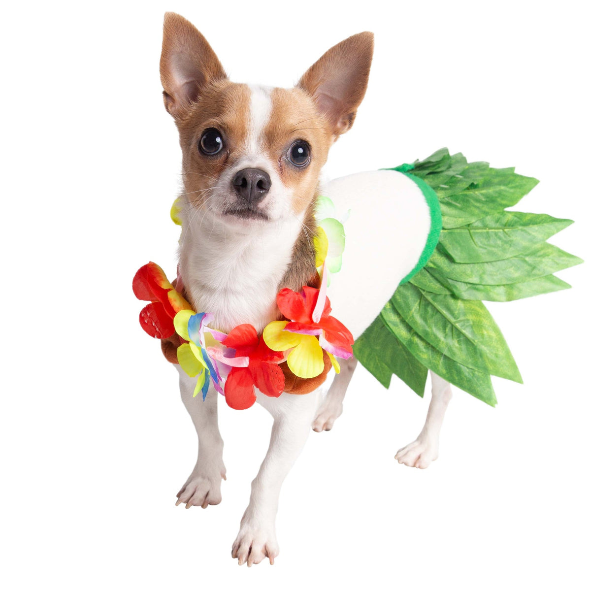 Hula Dog Pet Costume – The Life of the Party